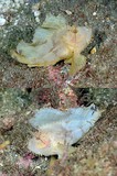 ハダカハオコゼ Izuzuki海の生き物大図鑑笑 1045